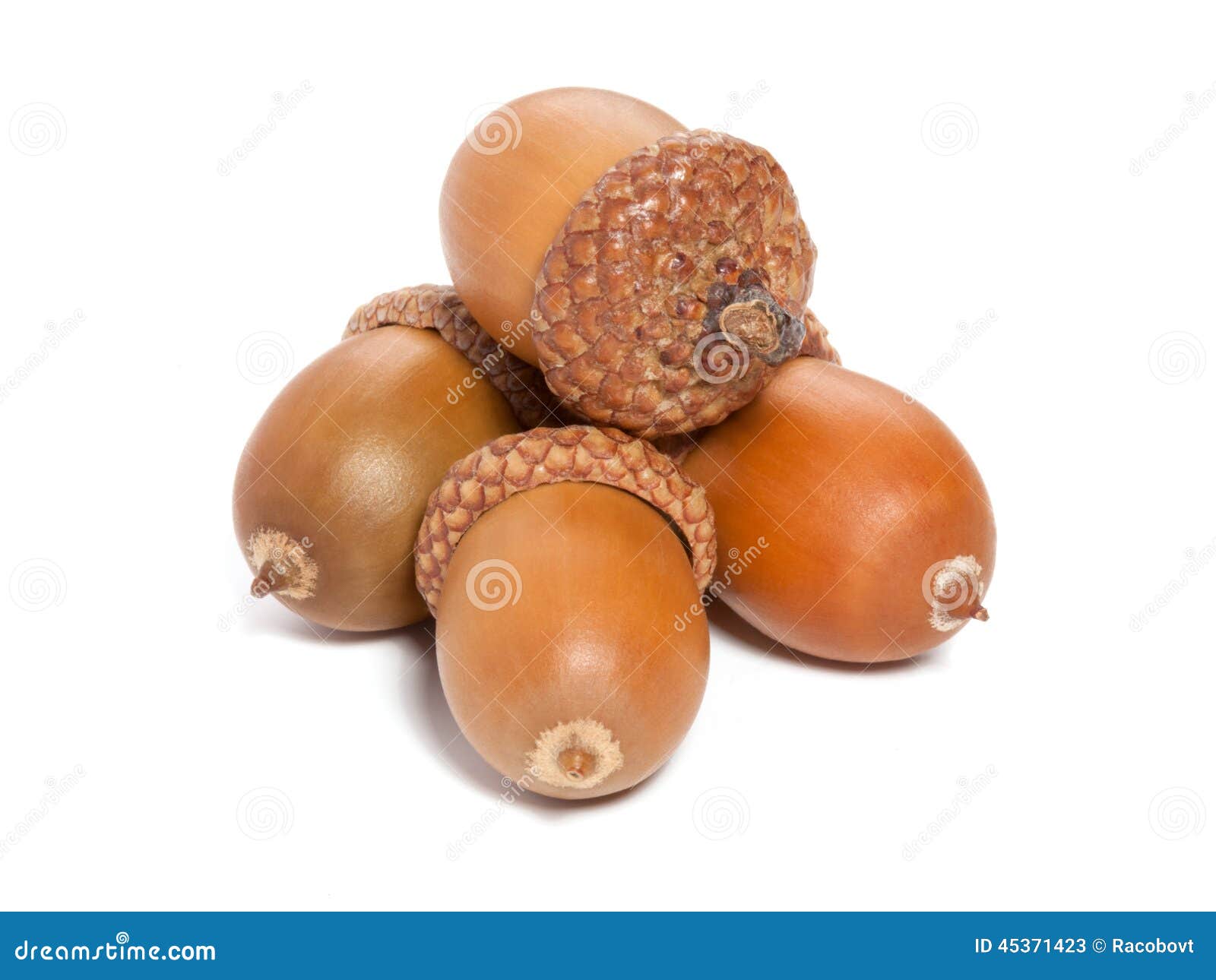 Acorns Royalty-Free Stock Photography | CartoonDealer.com #45371423