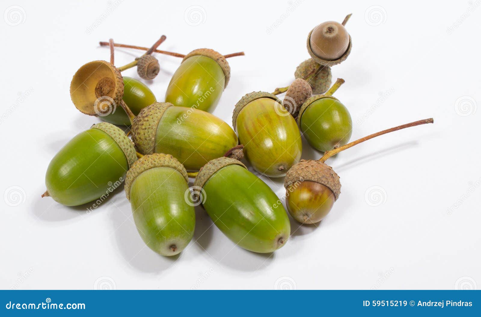Acorns on white. stock image. Image of leaf, nature, green - 59515219
