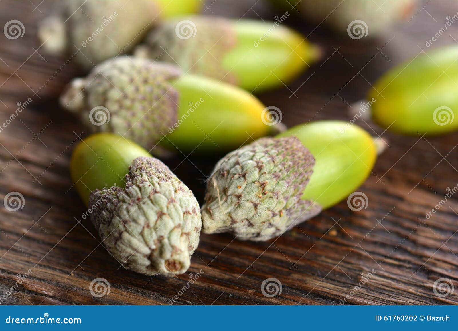 Acorns stock photo. Image of nature, acorns, leaves, acorn - 61763202