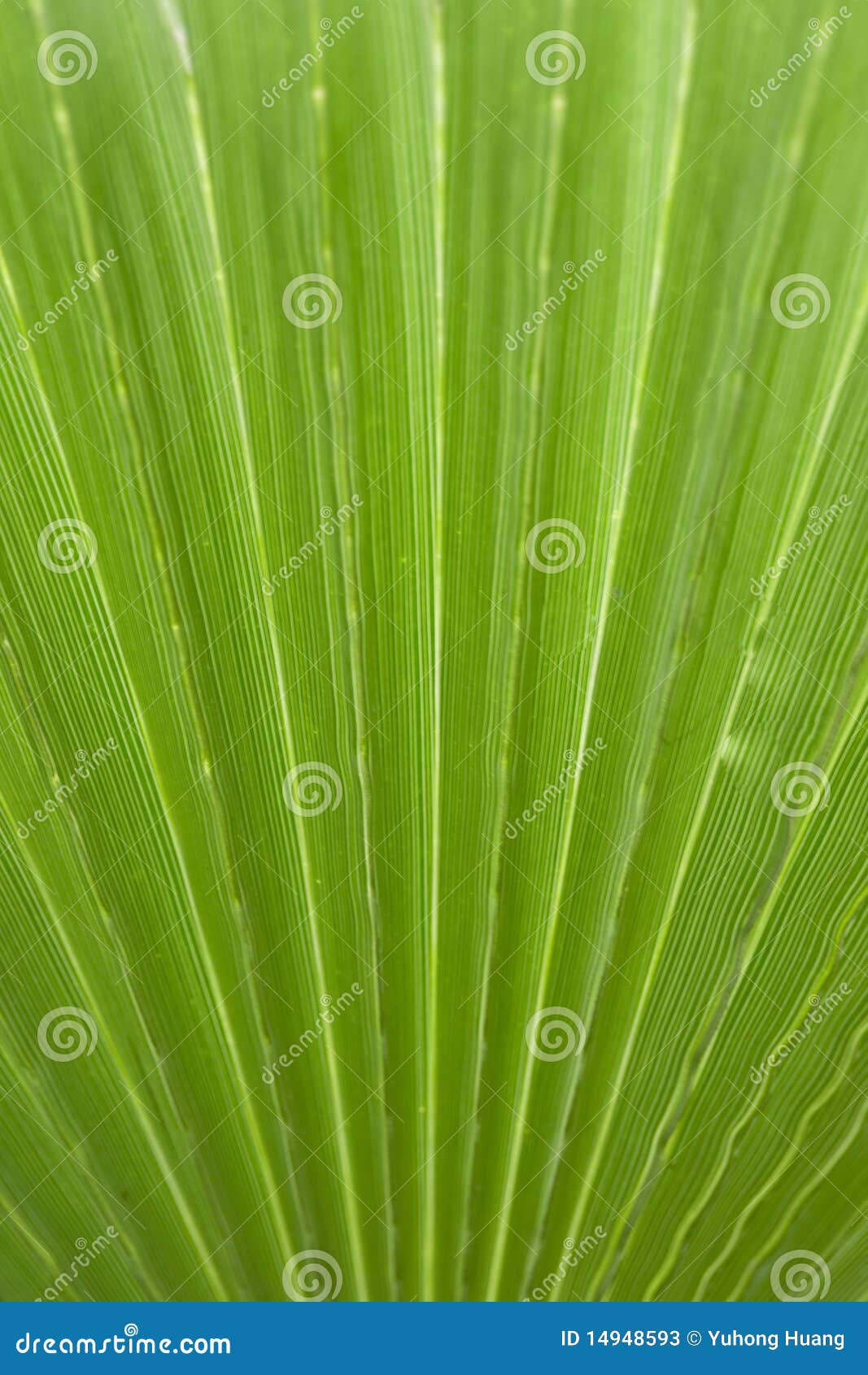 Acorus calamus stock image. Image of symmetrical, material - 14948593