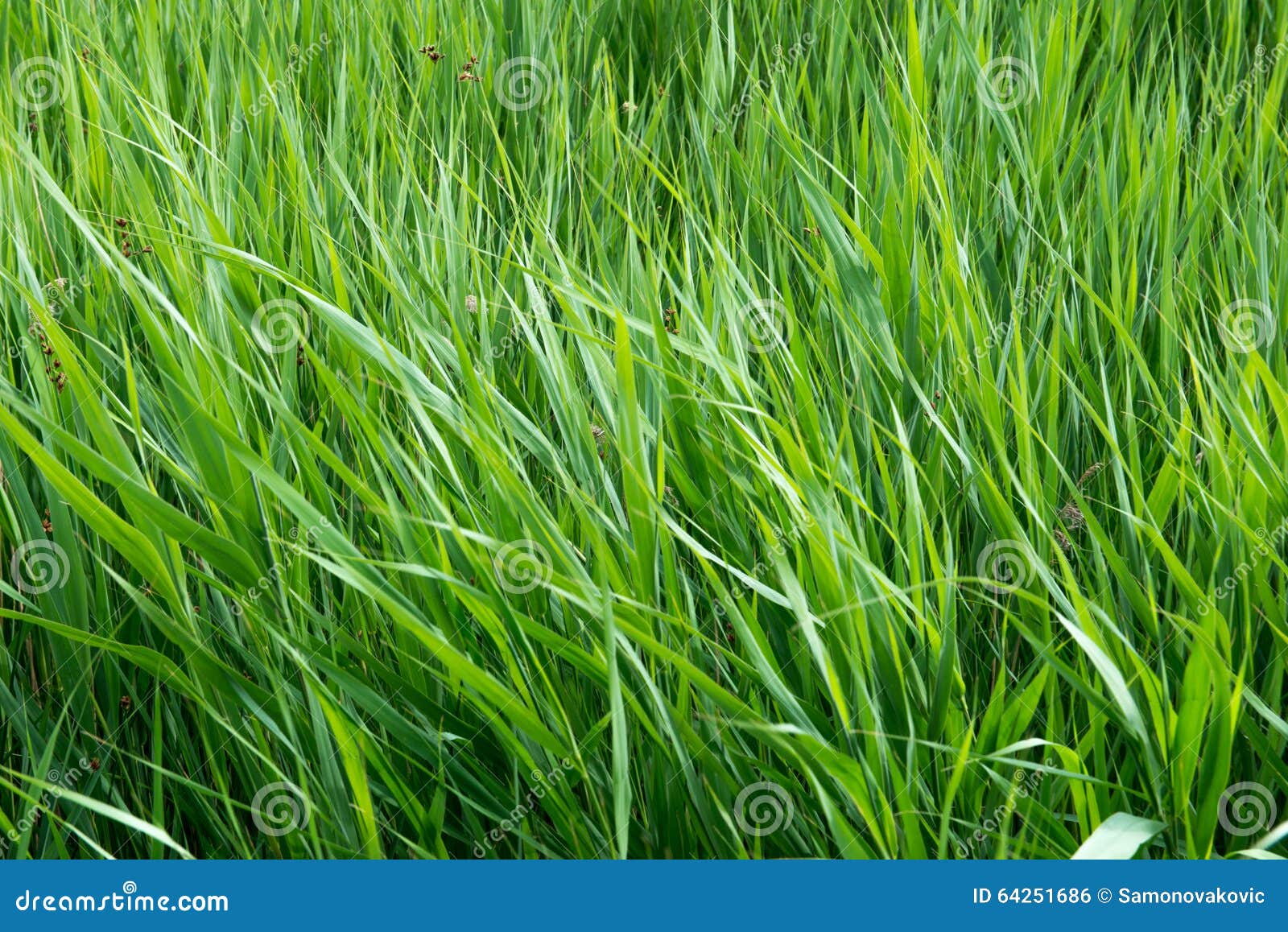 Acorus Cane Stock Photography | CartoonDealer.com #64251686