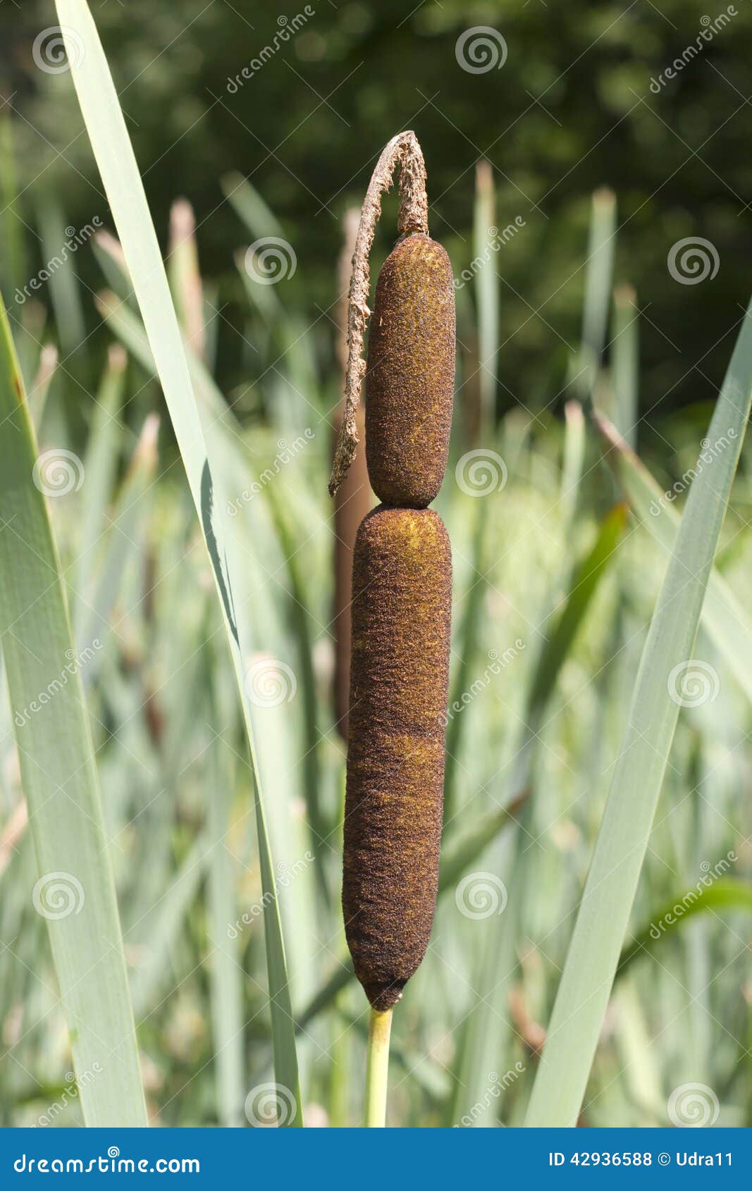 Acorus cattail bush stock photo. Image of rhizome, acoraceae - 42936588