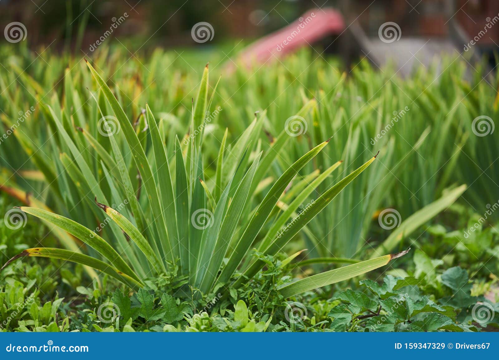 Acorus gramineus stock image. Image of botanic, grass - 159347329