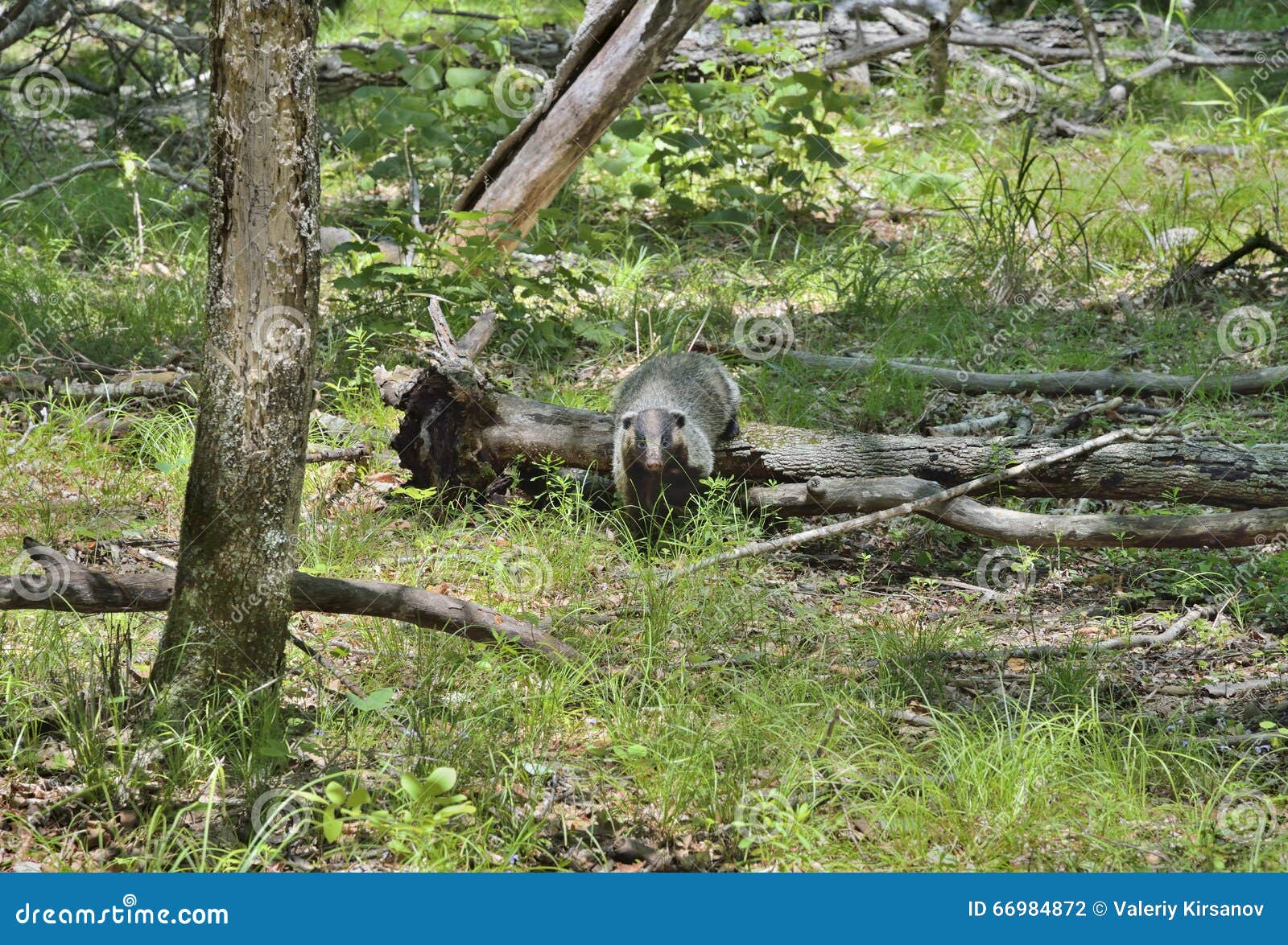 Acose en el bosque 6 foto de archivo. Imagen de bestia - 66984872