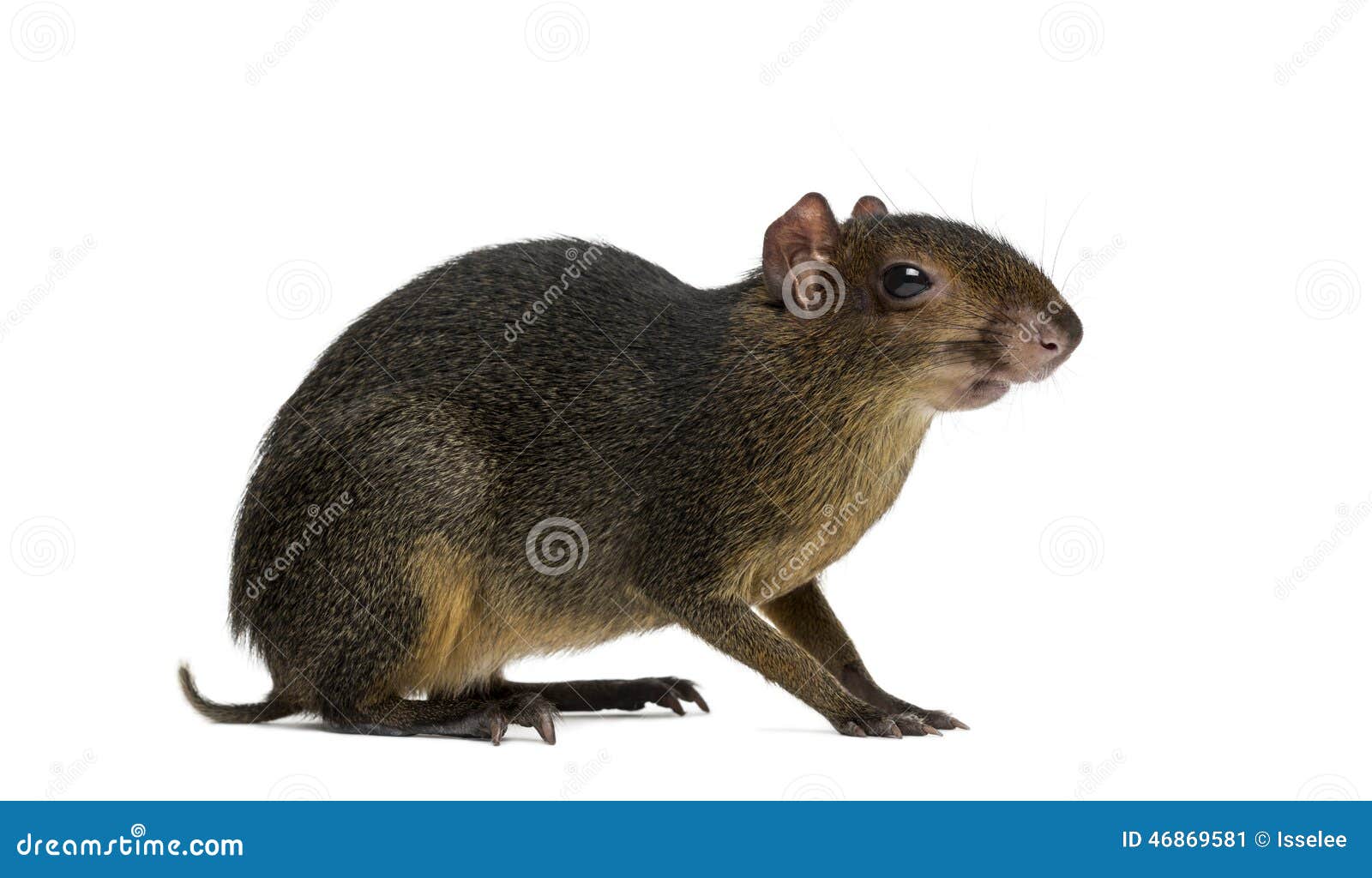 Acouchi Verde, Pratti De Myoprocta, Aislado Imagen de archivo - Imagen ...