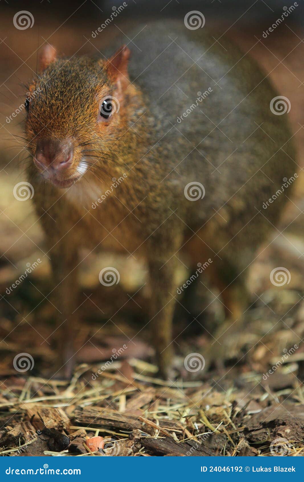 Acouchi vert photo stock. Image du vert, adulte, animal - 24046192