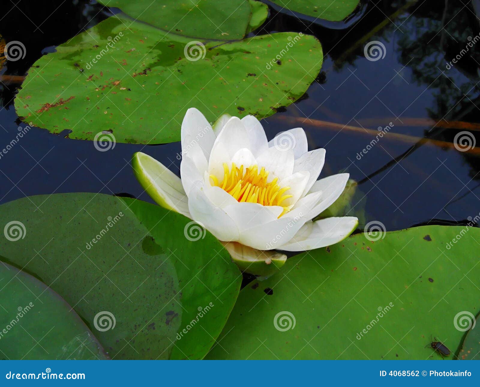 Acqua Del Lago E Lilia Bianca Fotografia Stock - Immagine di giglio ...