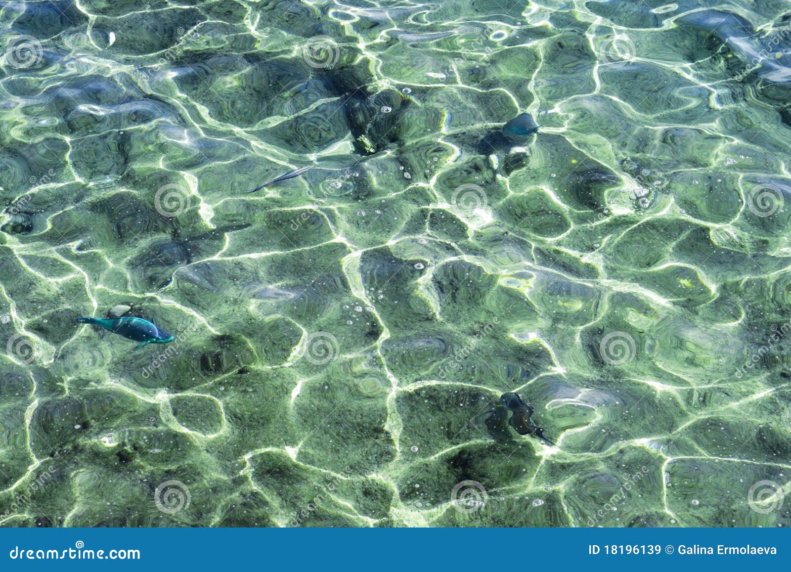 Acqua Di Mare Trasparente Con I Pesci Immagine Stock - Immagine di ...