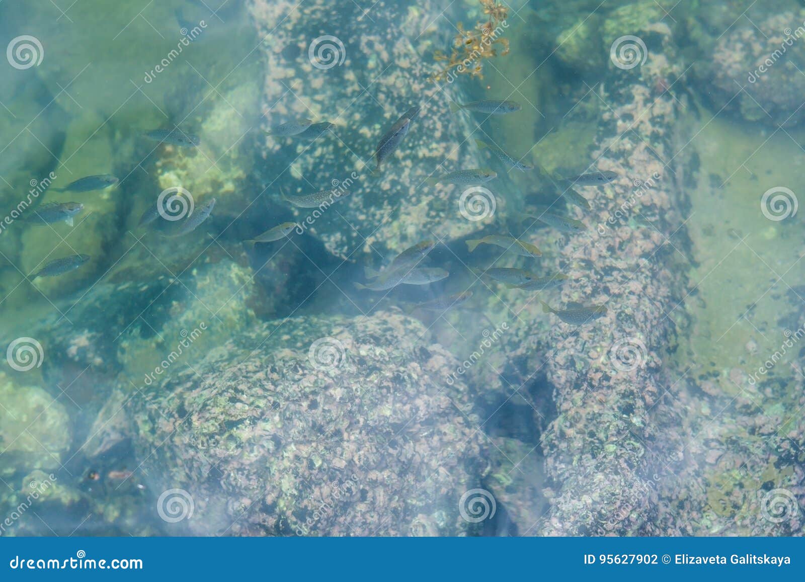 Acqua Di Mare Trasparente Con I Pesci Fotografia Stock - Immagine di ...