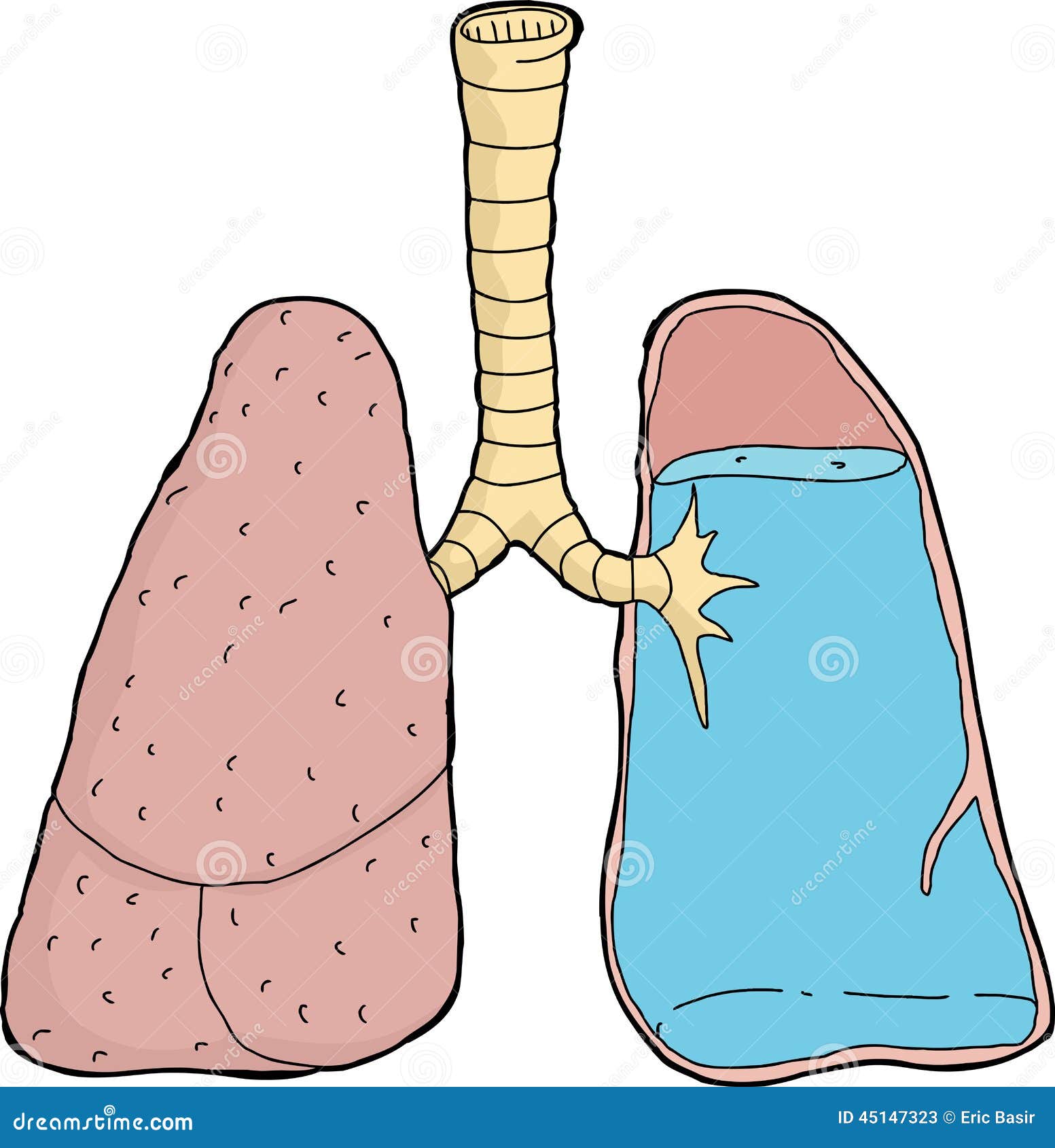 Acqua in polmoni illustrazione vettoriale. Illustrazione di sfondo ...