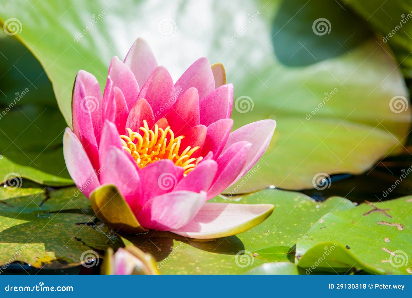 Acqua rosa lilly fotografia stock. Immagine di esterno - 29130318