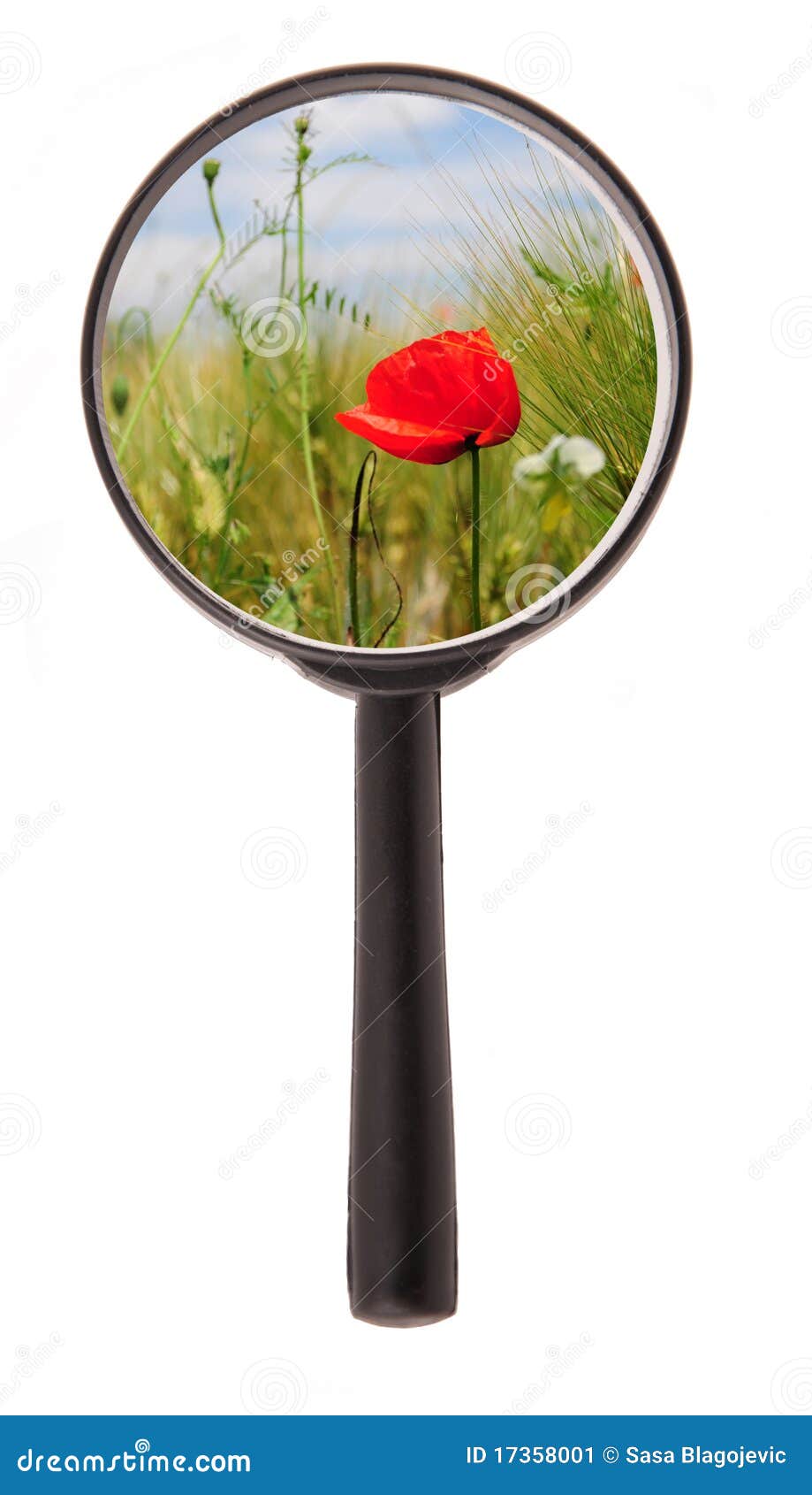 Acquaintance nature stock image. Image of nature, plant - 17358001