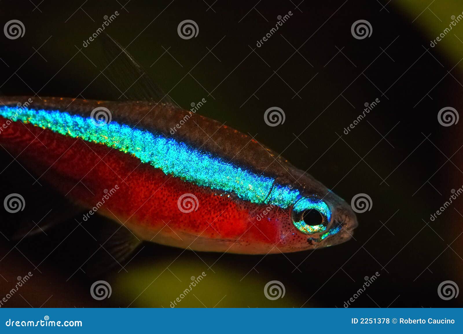 Acquario Cardinale Dei Pesci Fotografia Stock - Immagine di acquario ...