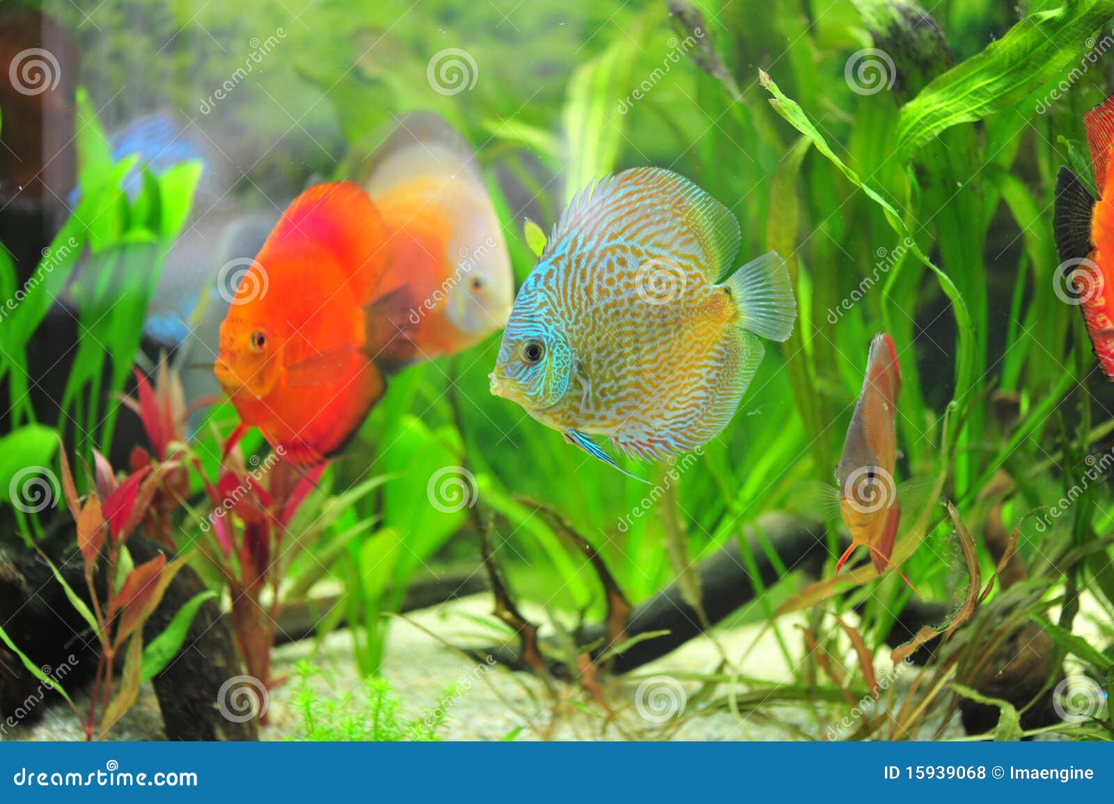 Acquario - Pesce Tropicale Del Discus Fotografia Stock - Immagine di ...