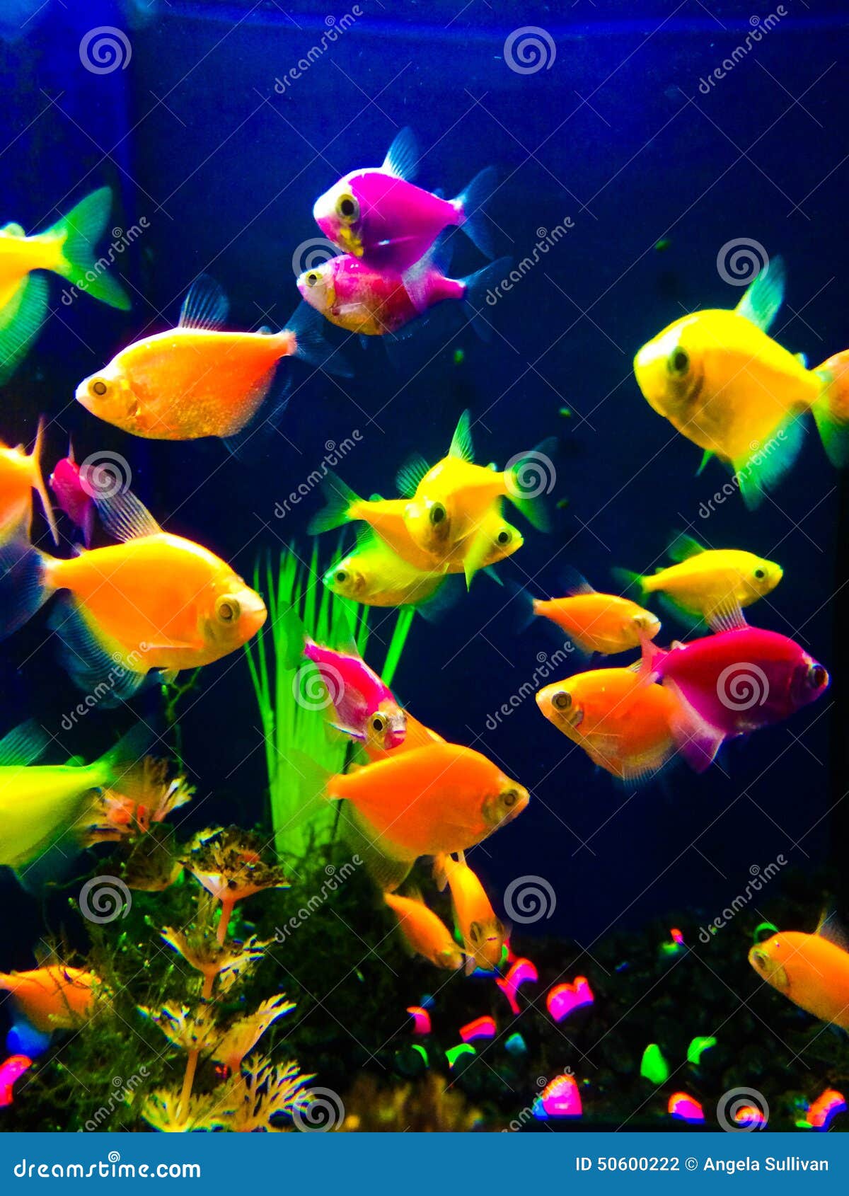 Acquario Variopinto Al Neon Del Pesce Fotografia Stock - Immagine di ...