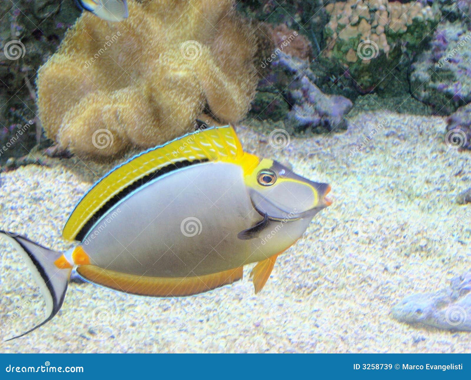Acquarium fish stock image. Image of tropical, water, nature - 3258739