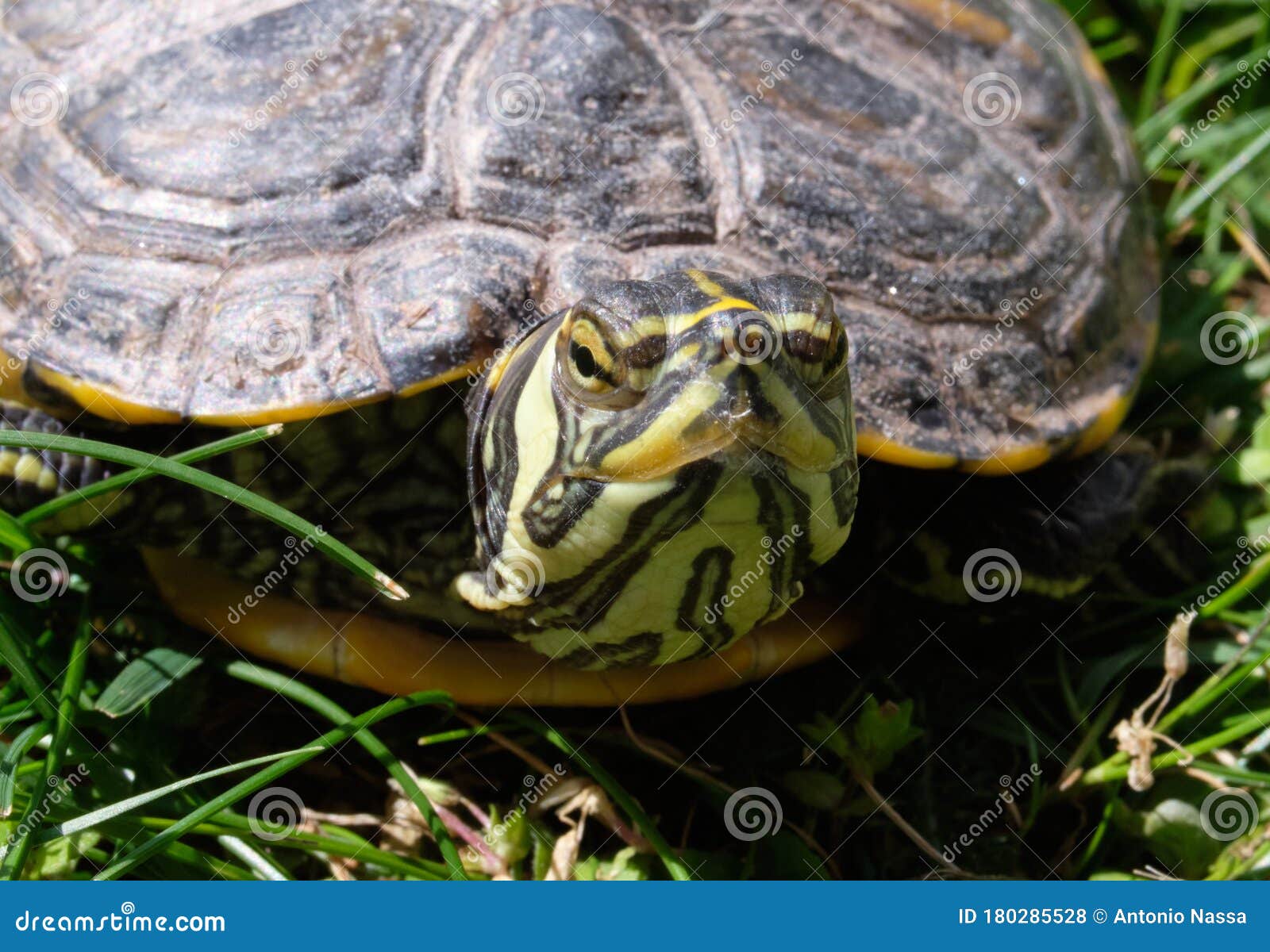 Acquatic turtle domestic stock photo. Image of italy - 180285528