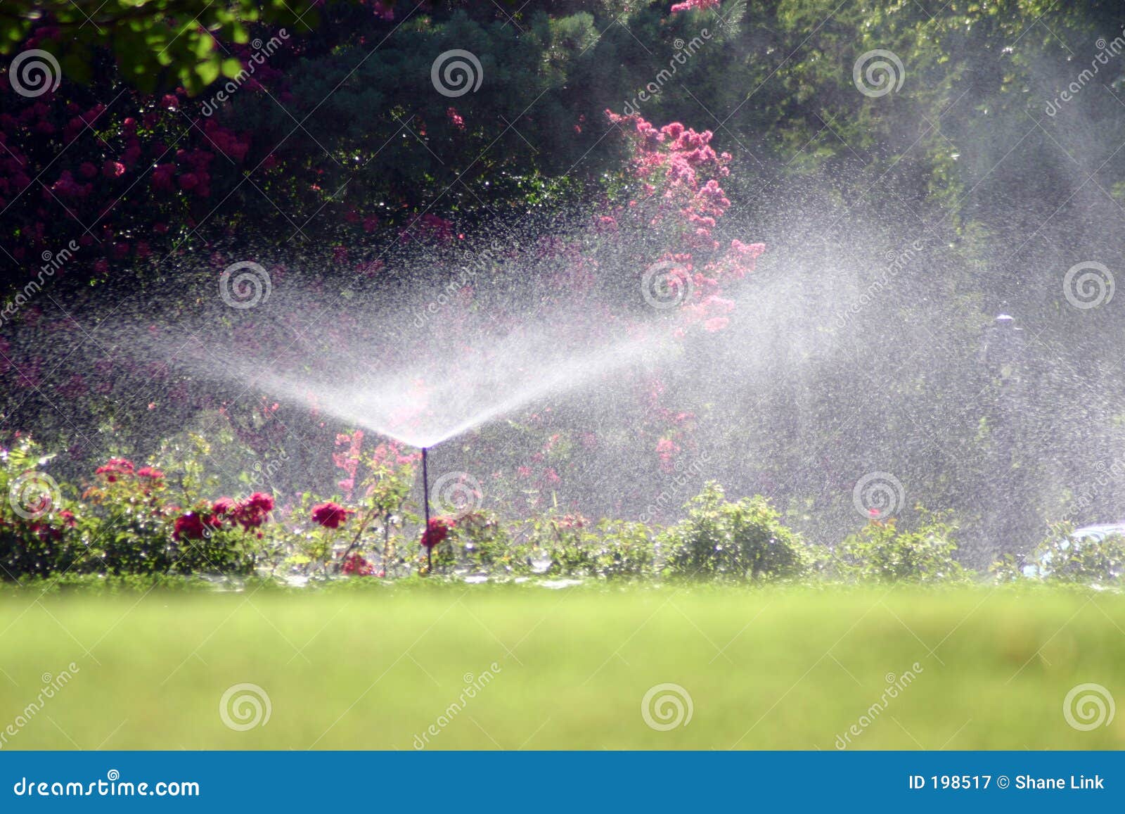 Acquazzone di estate immagine stock. Immagine di alberi - 198517