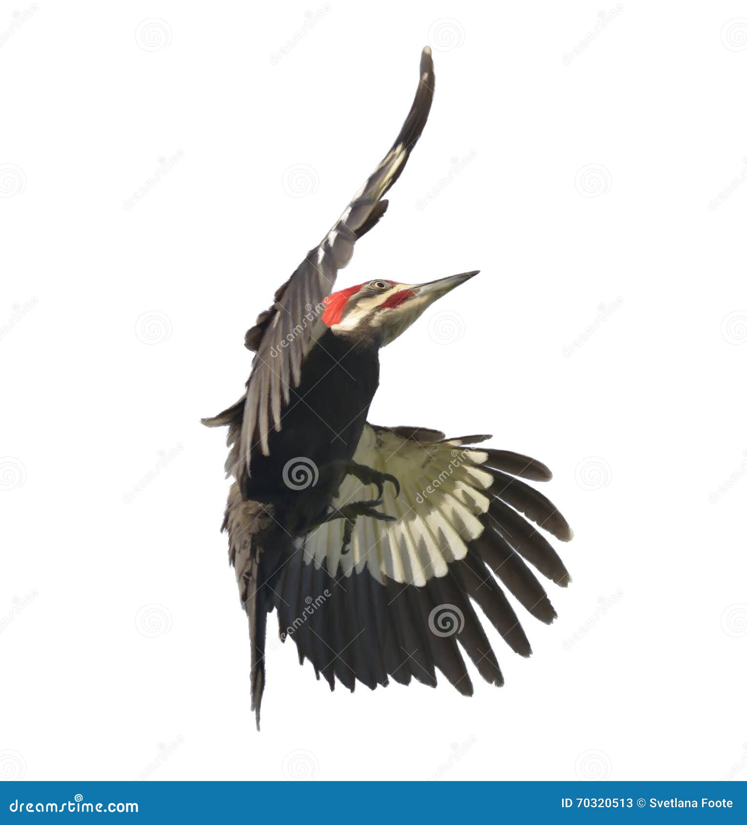 Acquerello Del Picchio Di Pileated Illustrazione di Stock ...