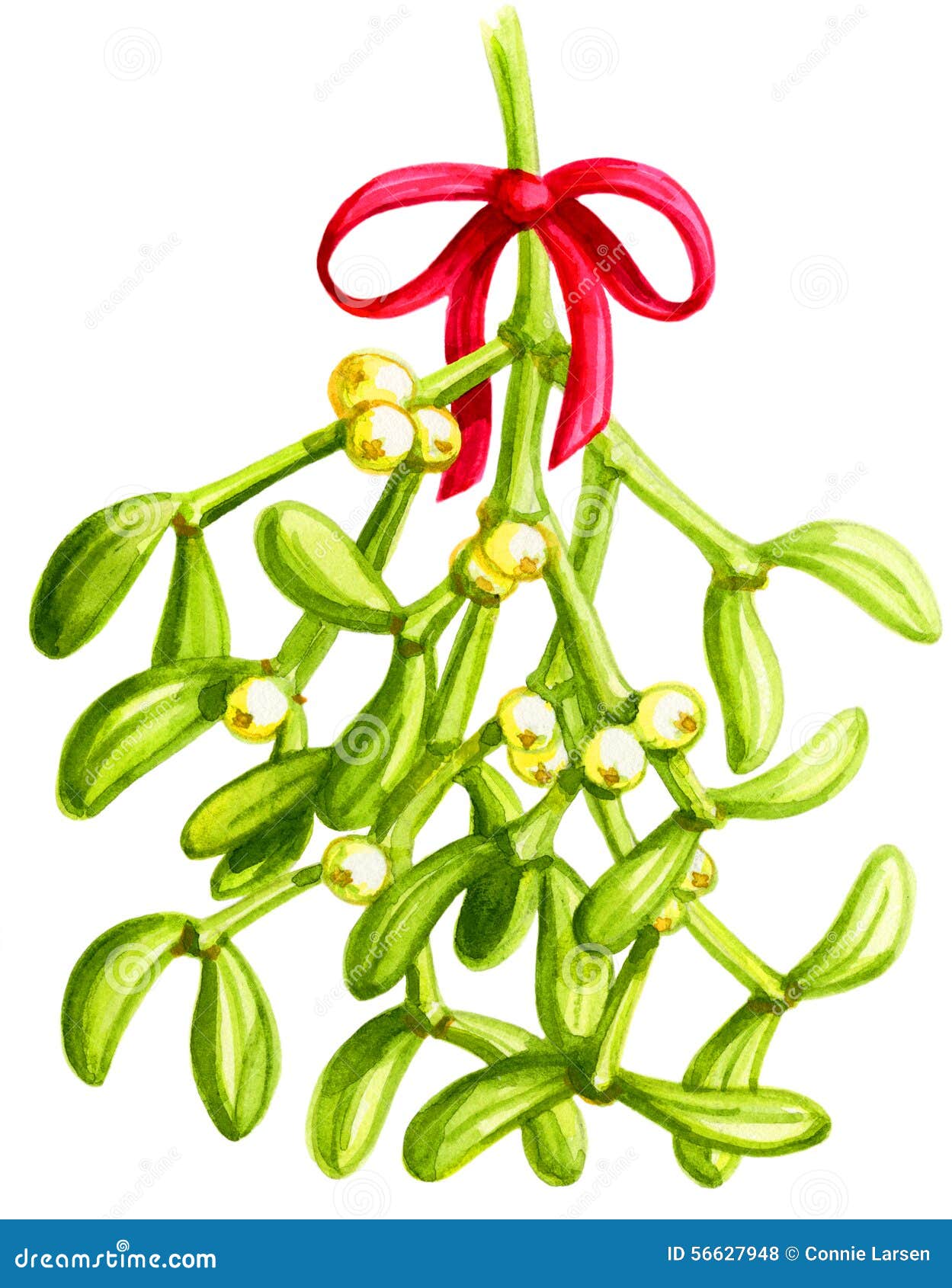 Acquerello del vischio illustrazione di stock. Illustrazione di ...