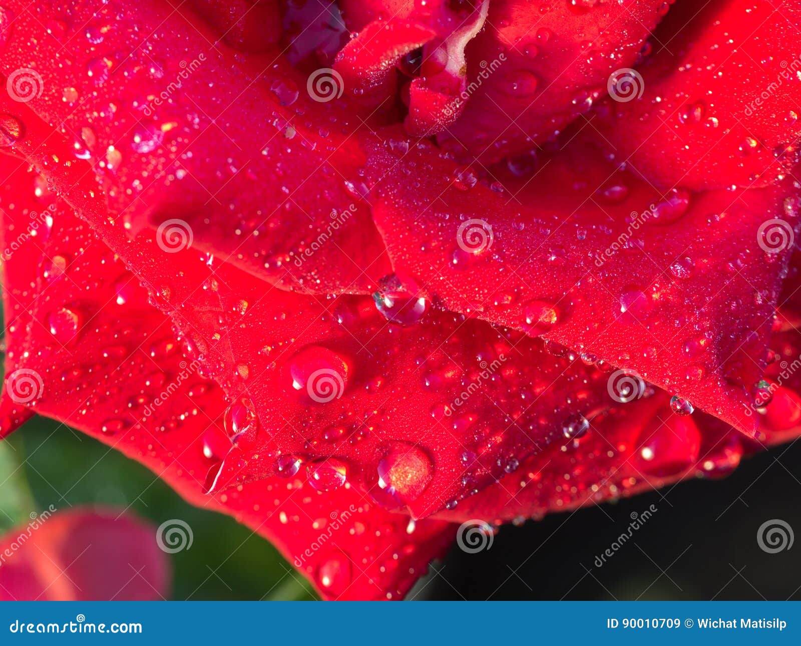 Acquerugiola Sulla Rosa Rossa Immagine Stock - Immagine di luminoso ...