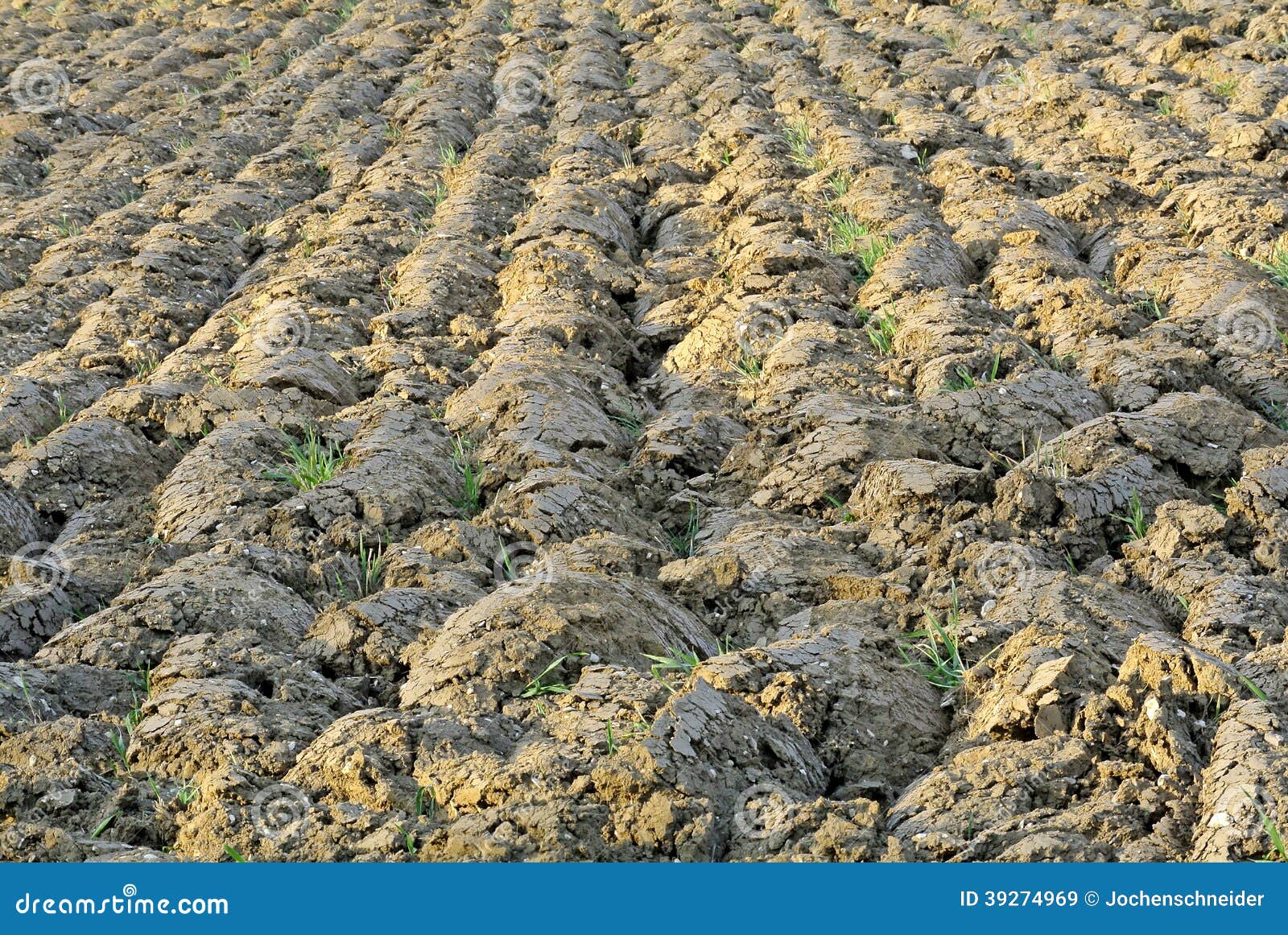 Sowing Rank, Chickling, Chickling Vetch Young Plants Royalty-Free Stock ...