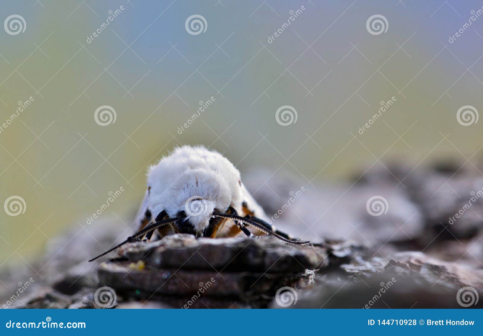Acrea Moth Facing the Camera. Stock Photo - Image of arthropod, fluffy ...