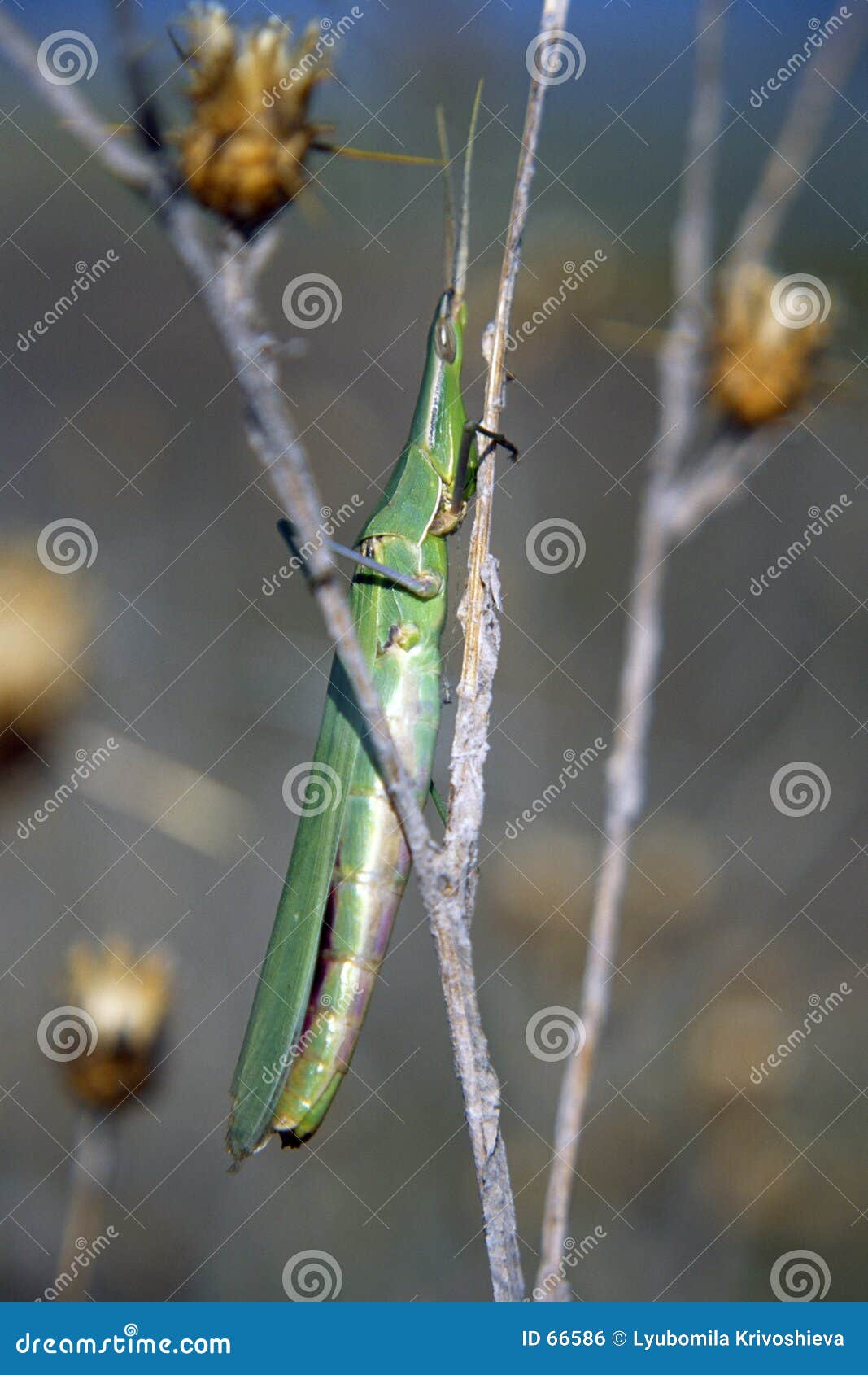 Acrid (Acrida Mediterranea) Stock Photo - Image of europe, acrida: 66586