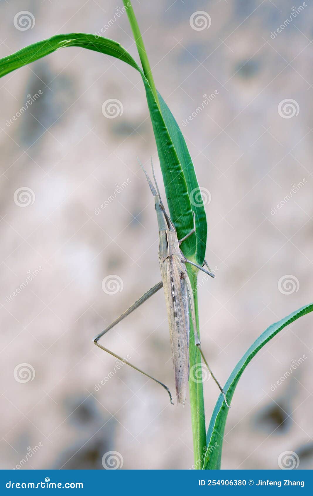 Acrida cinerea stock photo. Image of grasshopper, cinerea - 254906380