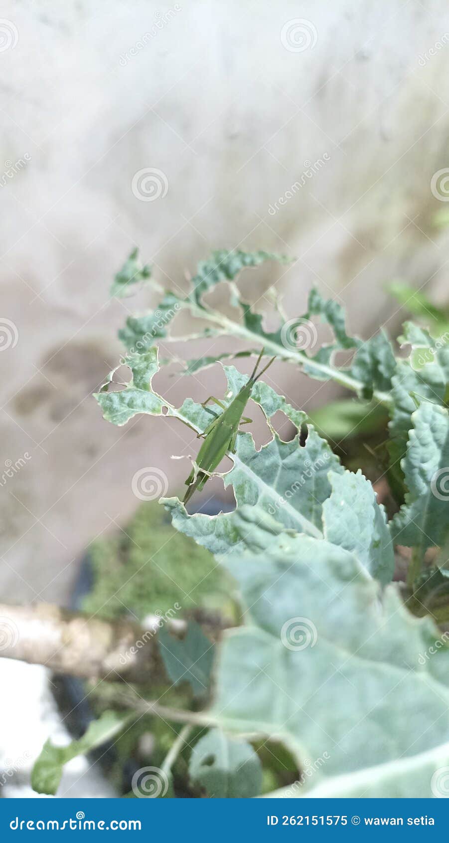 Acrida Cinerea, Chinese Locust Stock Image - Image of hopper, head ...