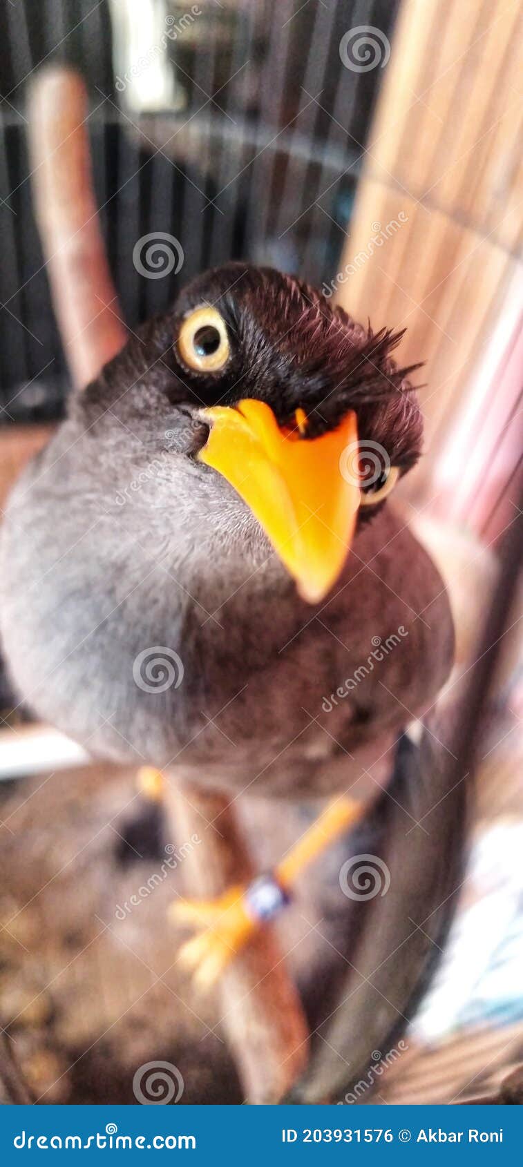 Acridotheres Javanicus Bird Stock Photo - Image of bird, waterbird ...