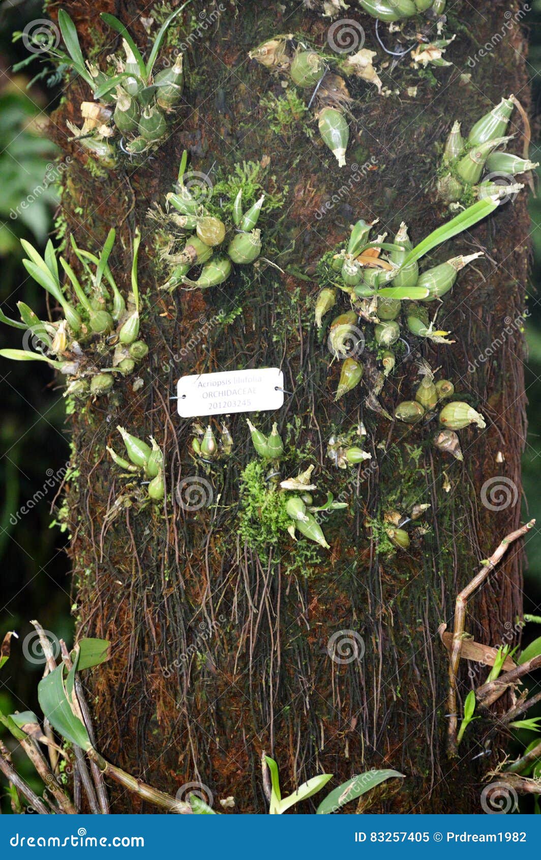 Acriopsis-liliifolia, Orchidaceae Stockbild - Bild von nester, baum ...