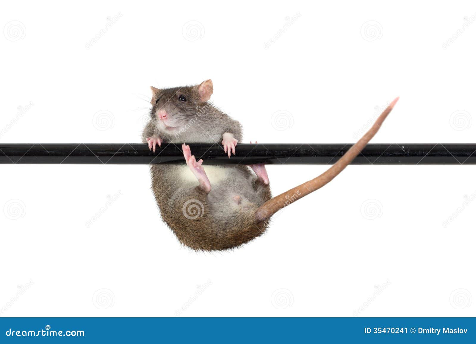 Acrobat stock image. Image of cute, humor, pets, playful - 35470241