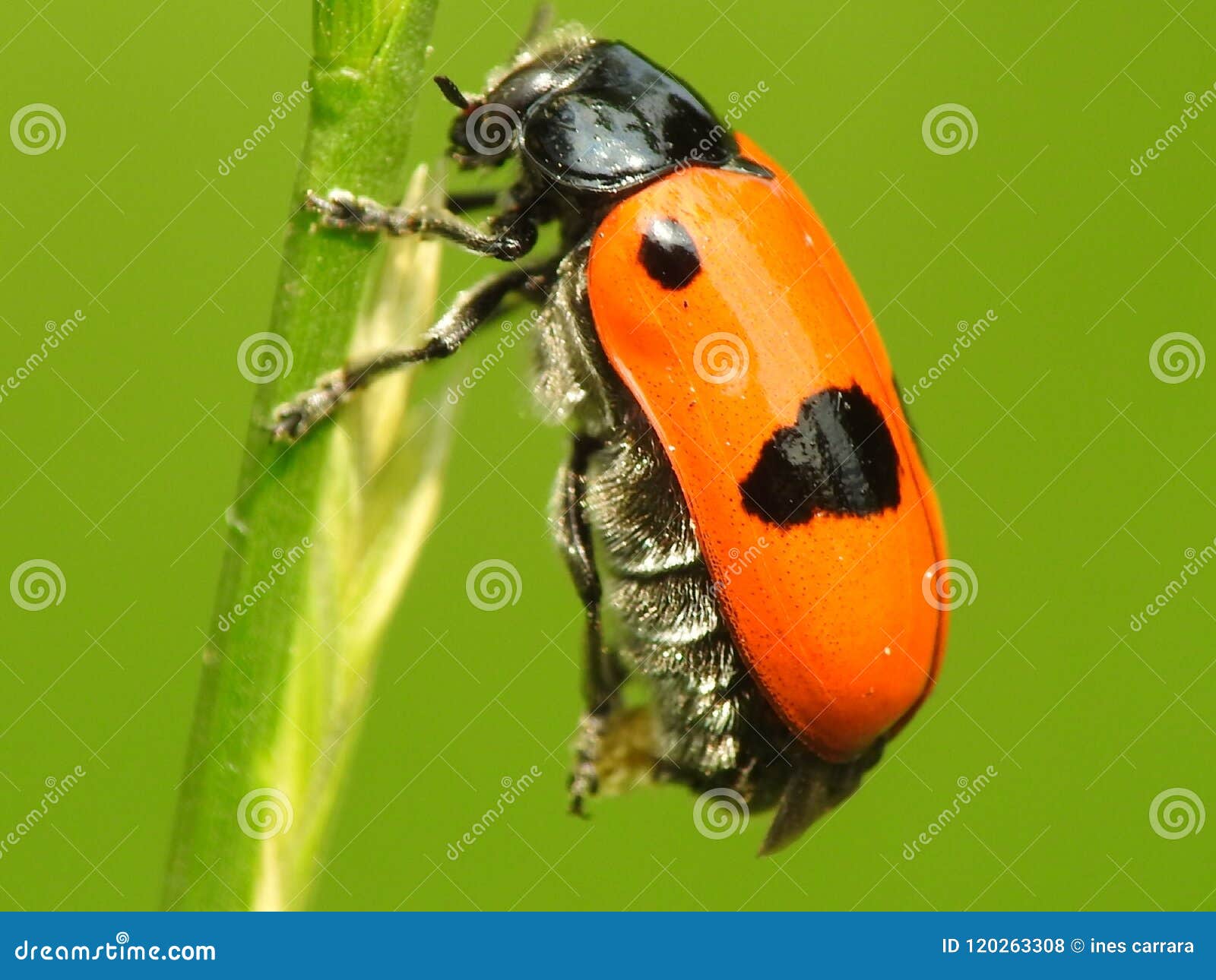 Acrobat stock photo. Image of laeviscula, beetle, clytra - 120263308