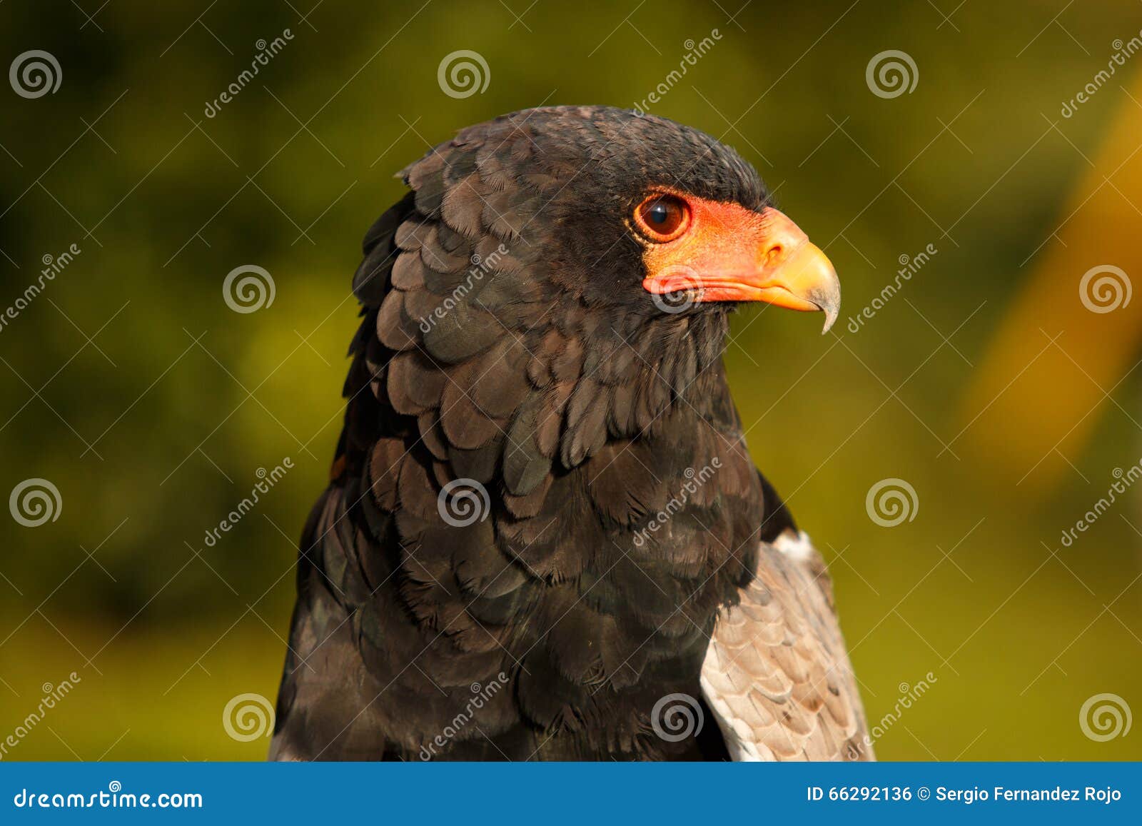 Acrobat eagle stock photo. Image of animal, feathers - 66292136