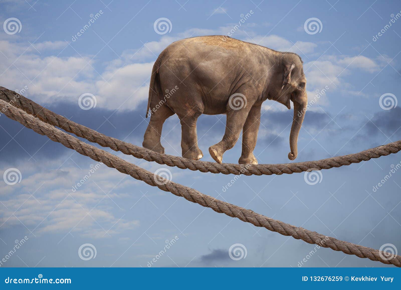 Acrobat Elephant in Sky Walking on Rope Stock Image - Image of circus ...
