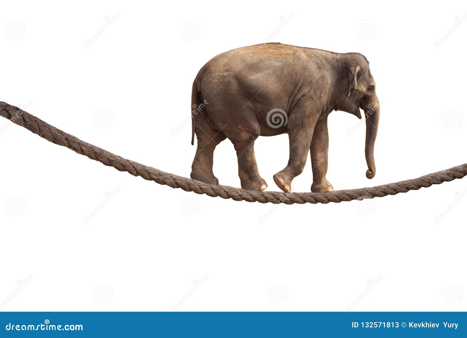 Acrobat Elephant Walking on Rope Stock Image - Image of outdoor ...