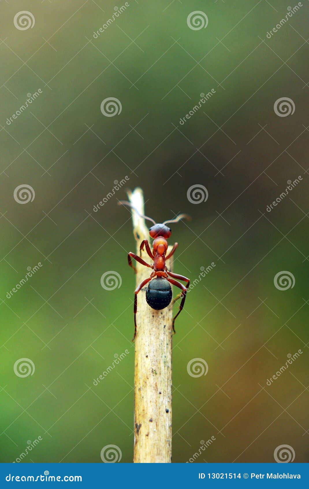 Acrobatic ant stock photo. Image of pull, detail, rufa - 13021514