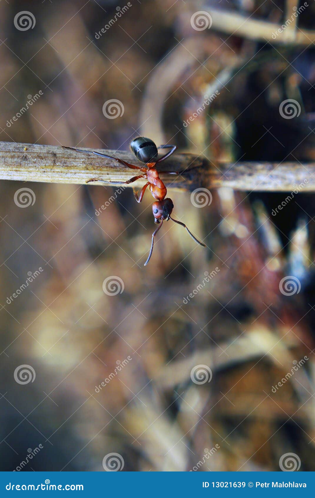 Acrobatic ant stock image. Image of clippers, anthill - 13021639