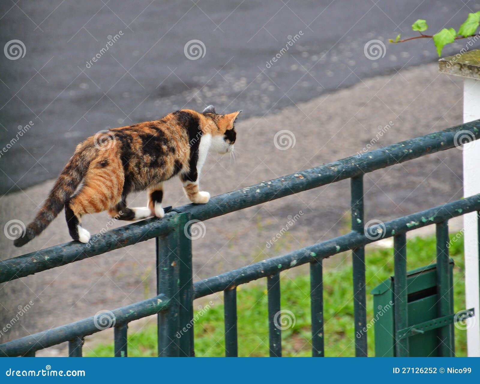 Acrobatic cat stock photo. Image of gate, copy, animals - 27126252