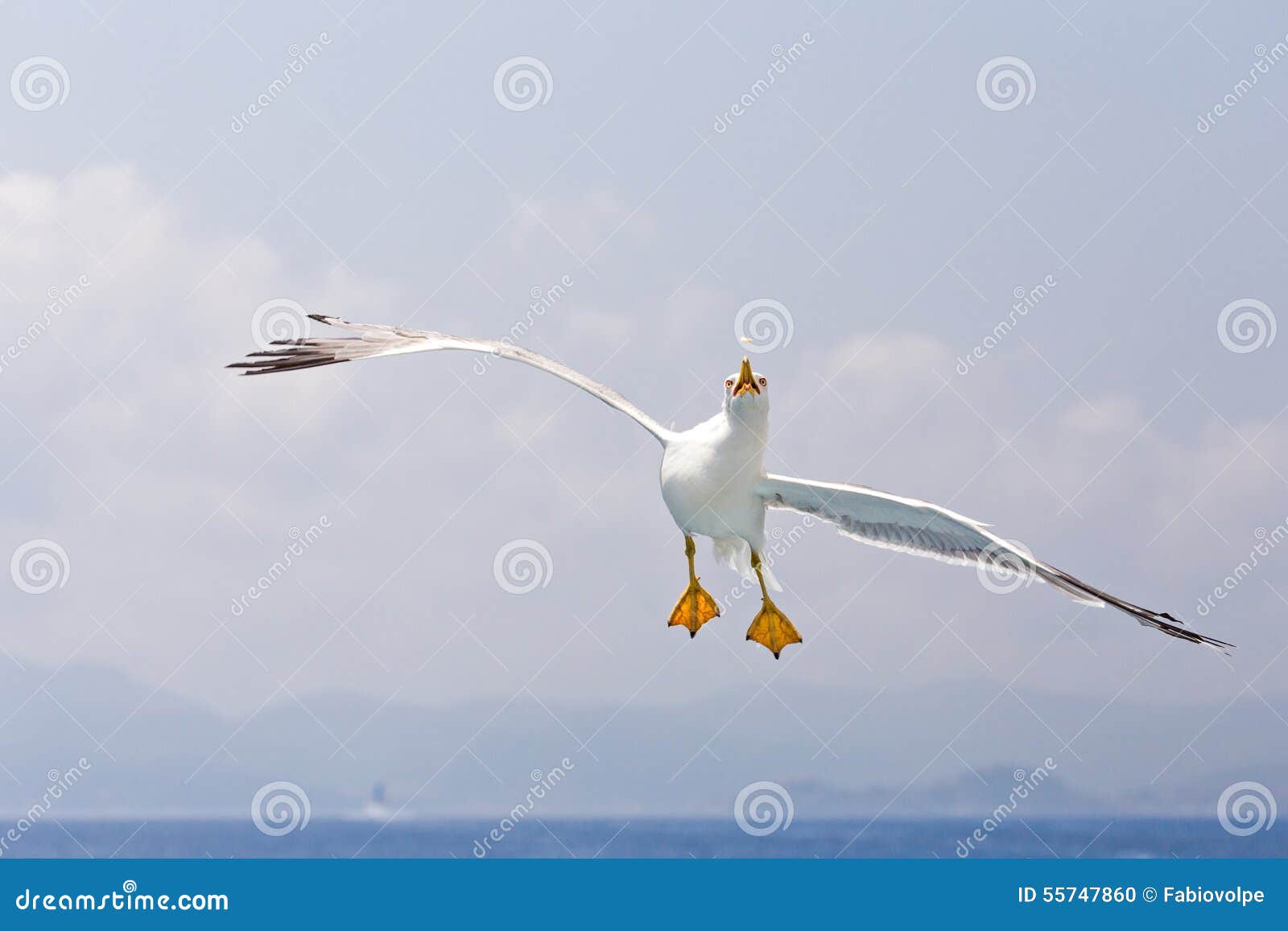 Acrobatic Flight of a Seagull Stock Photo - Image of closeup, animal ...