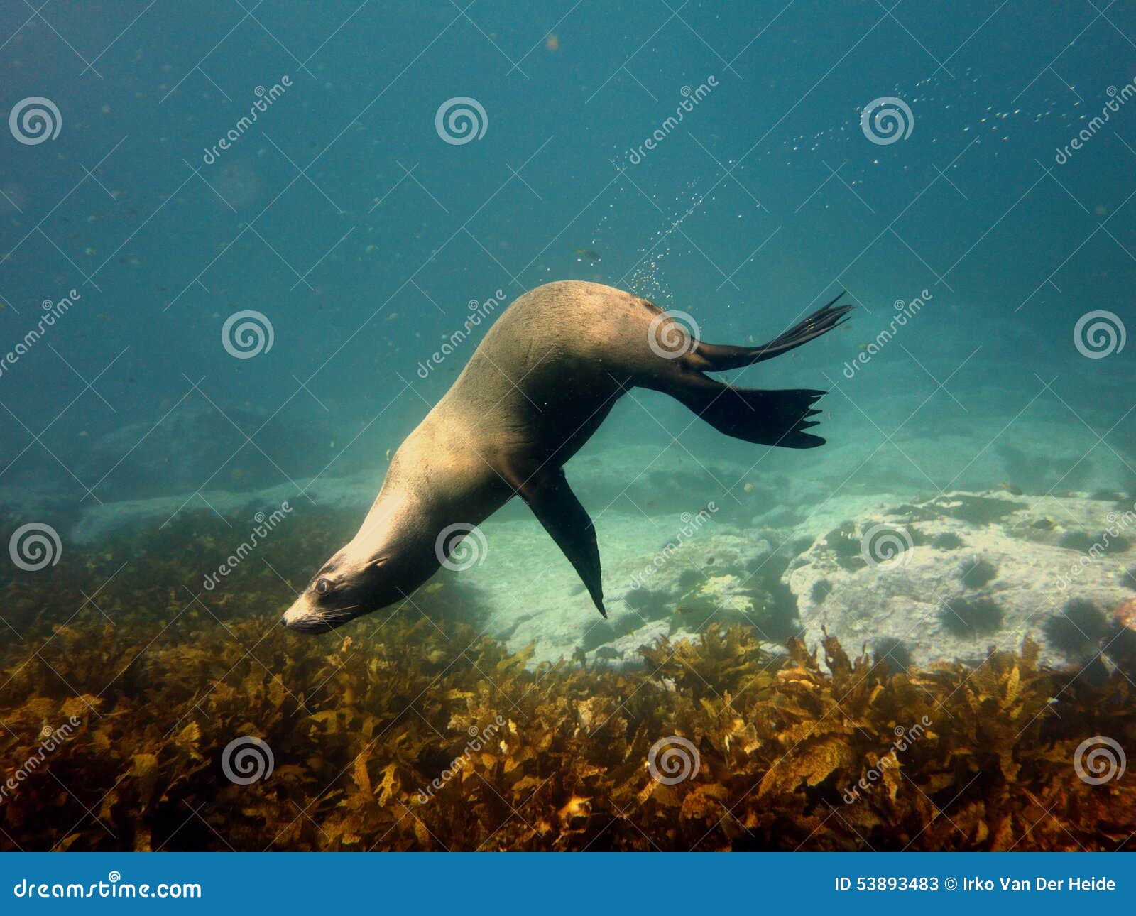 Goofy Fur Seal Photos - Free & Royalty-Free Stock Photos from Dreamstime