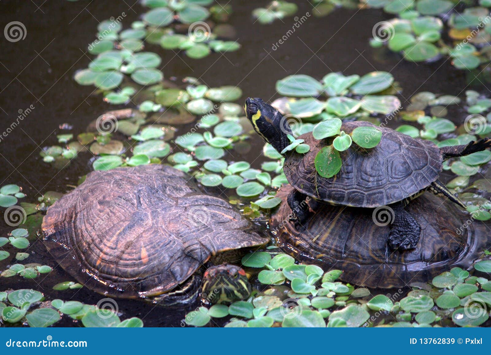 Turtles In The Pond Stock Photo | CartoonDealer.com #51699000