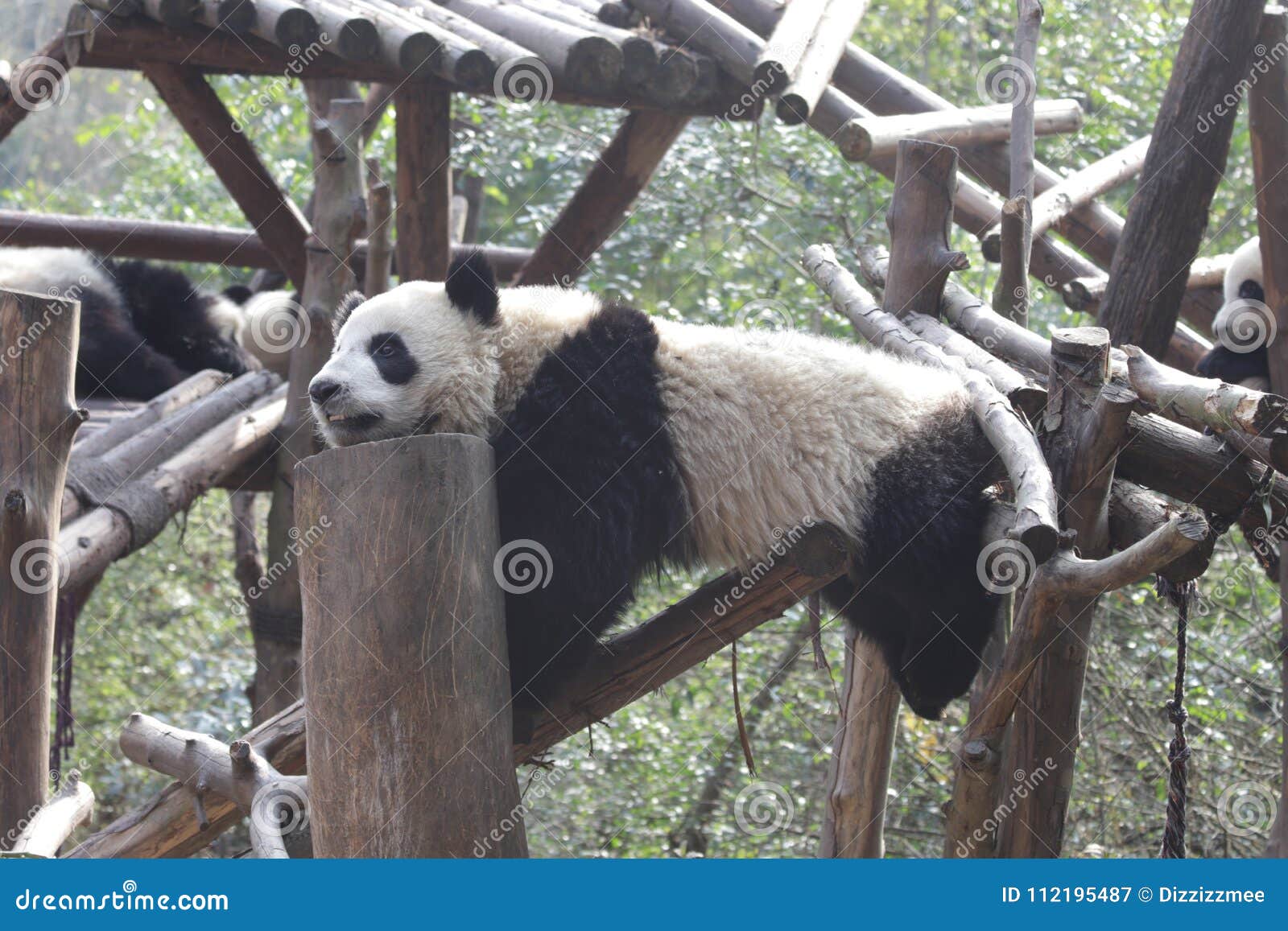 Acrobtic Panda , Chengdu, China Stock Image - Image of base, friend ...