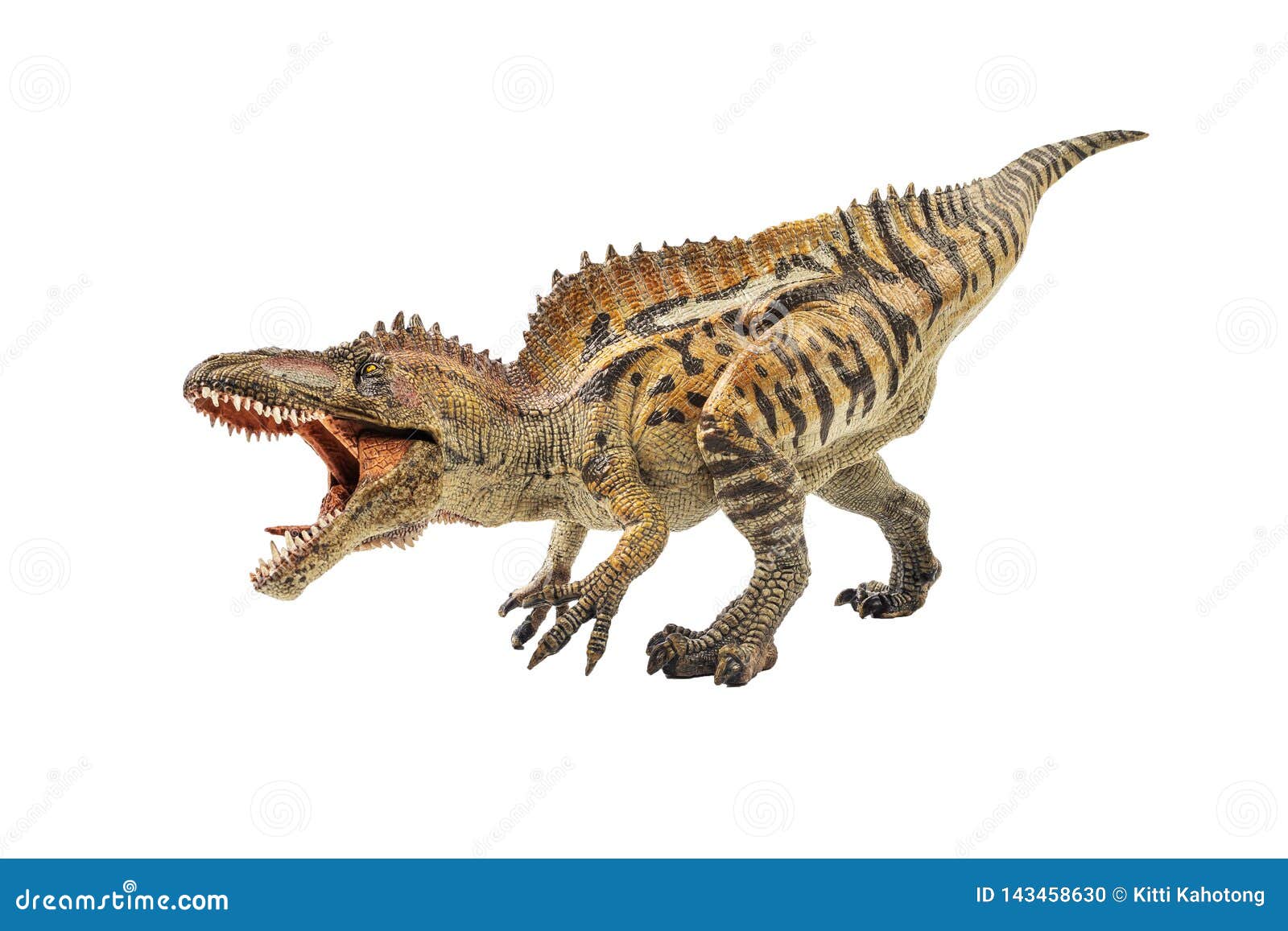 Acrocanthosaurus , Dinosaur on White Background Stock Photo - Image of ...