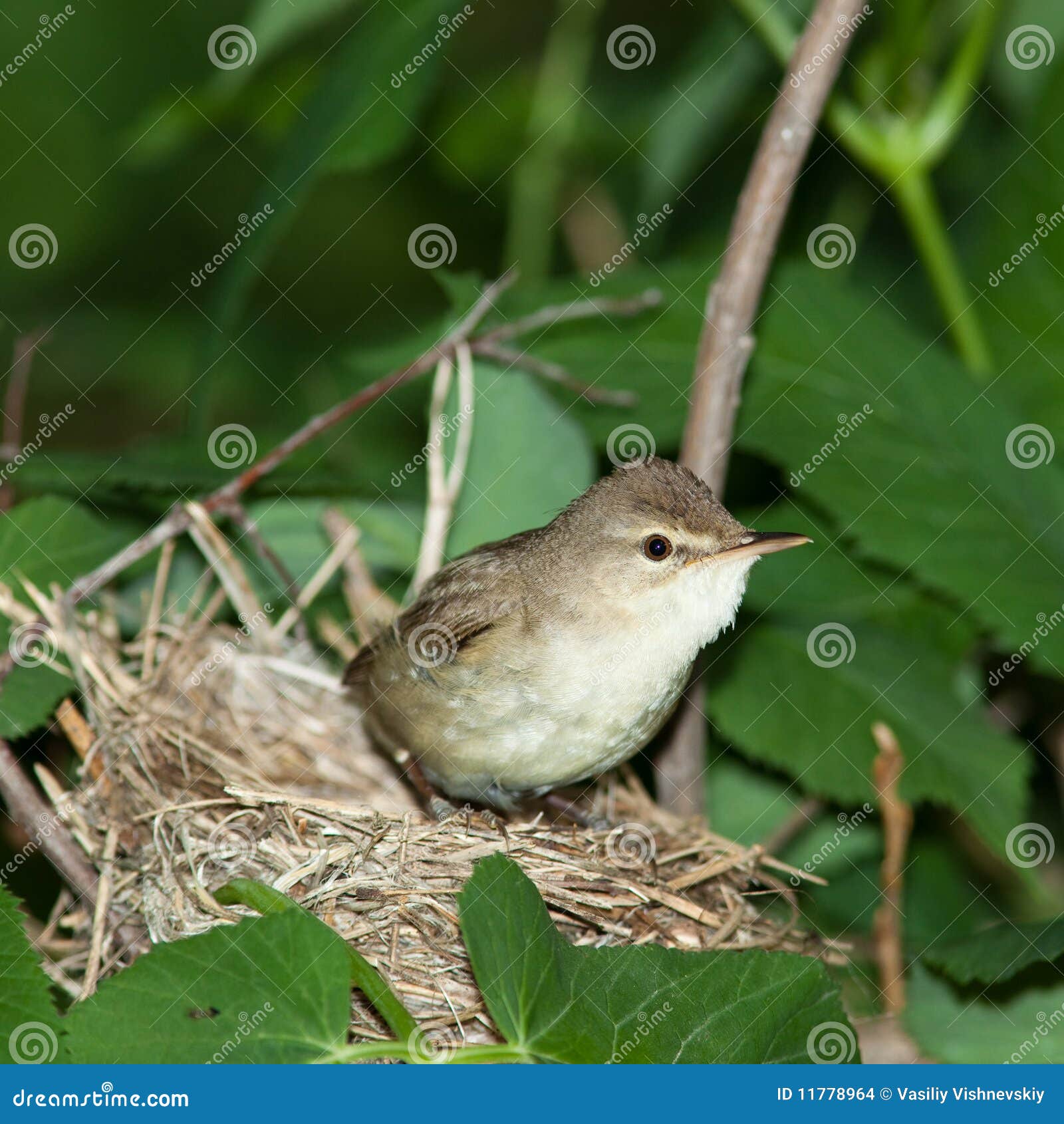 Acrocephalus Dumetorum, Blyth S Reed Warbler Stock Photo - Image of ...