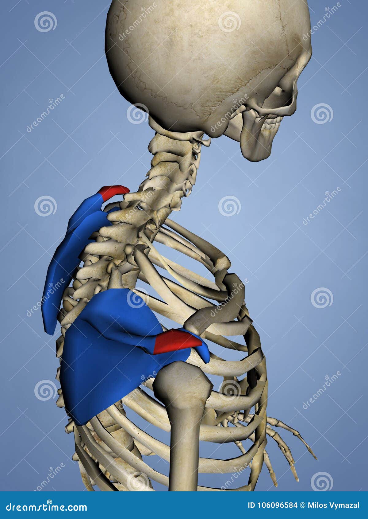 Acromion Del Omóplato M-SKEL-SCAPULA-ACROMION 13, Modelo 3D Stock de ...