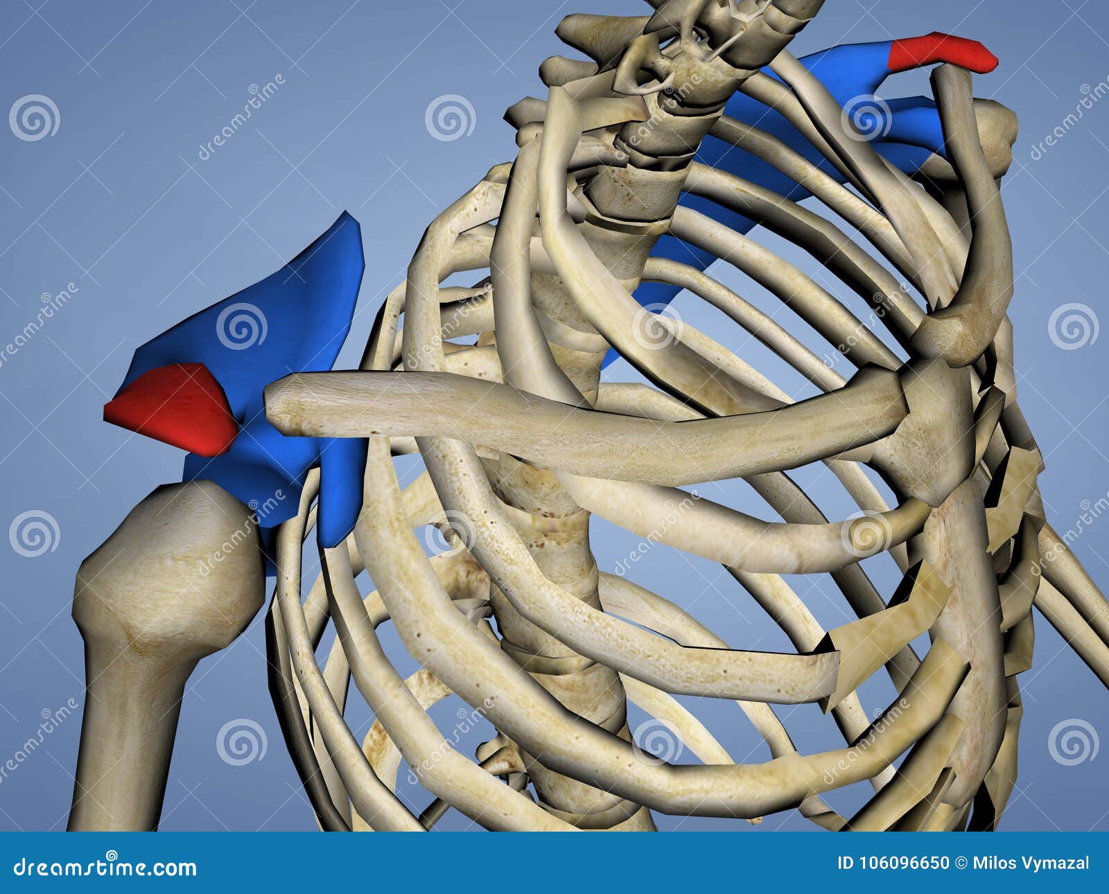 Acromion Del Omóplato M-SKEL-SCAPULA-ACROMION 2, Modelo 3D Stock de ...