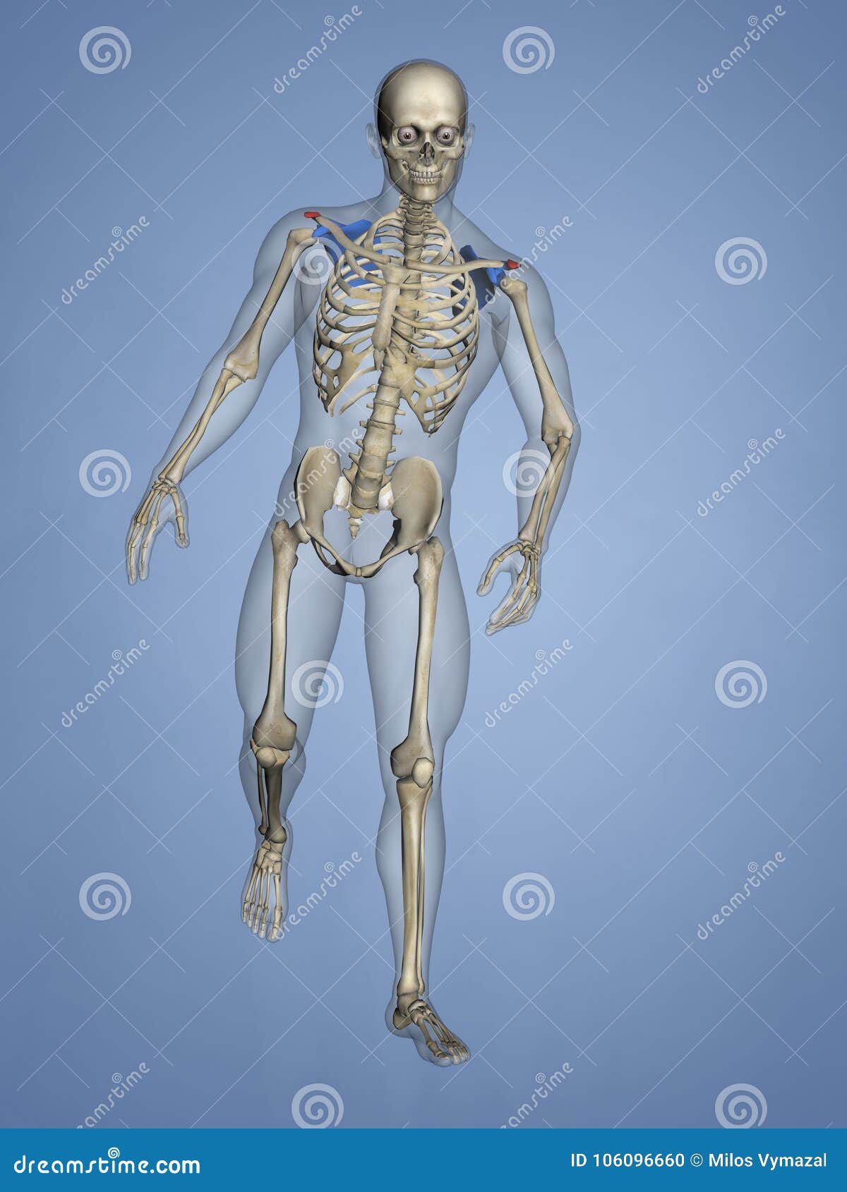 Acromion Del Omóplato M-SKEL-SCAPULA-ACROMION 18, Modelo 3D Stock de ...