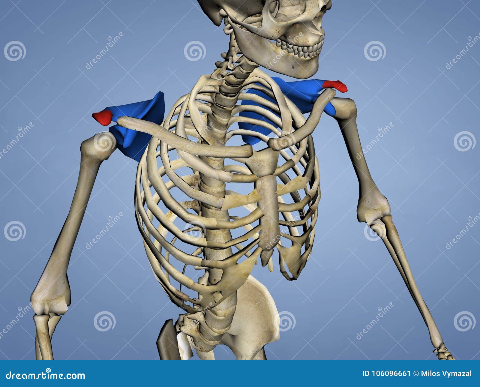 Acromion Del Omóplato M-SKEL-SCAPULA-ACROMION 3, Modelo 3D Stock de ...